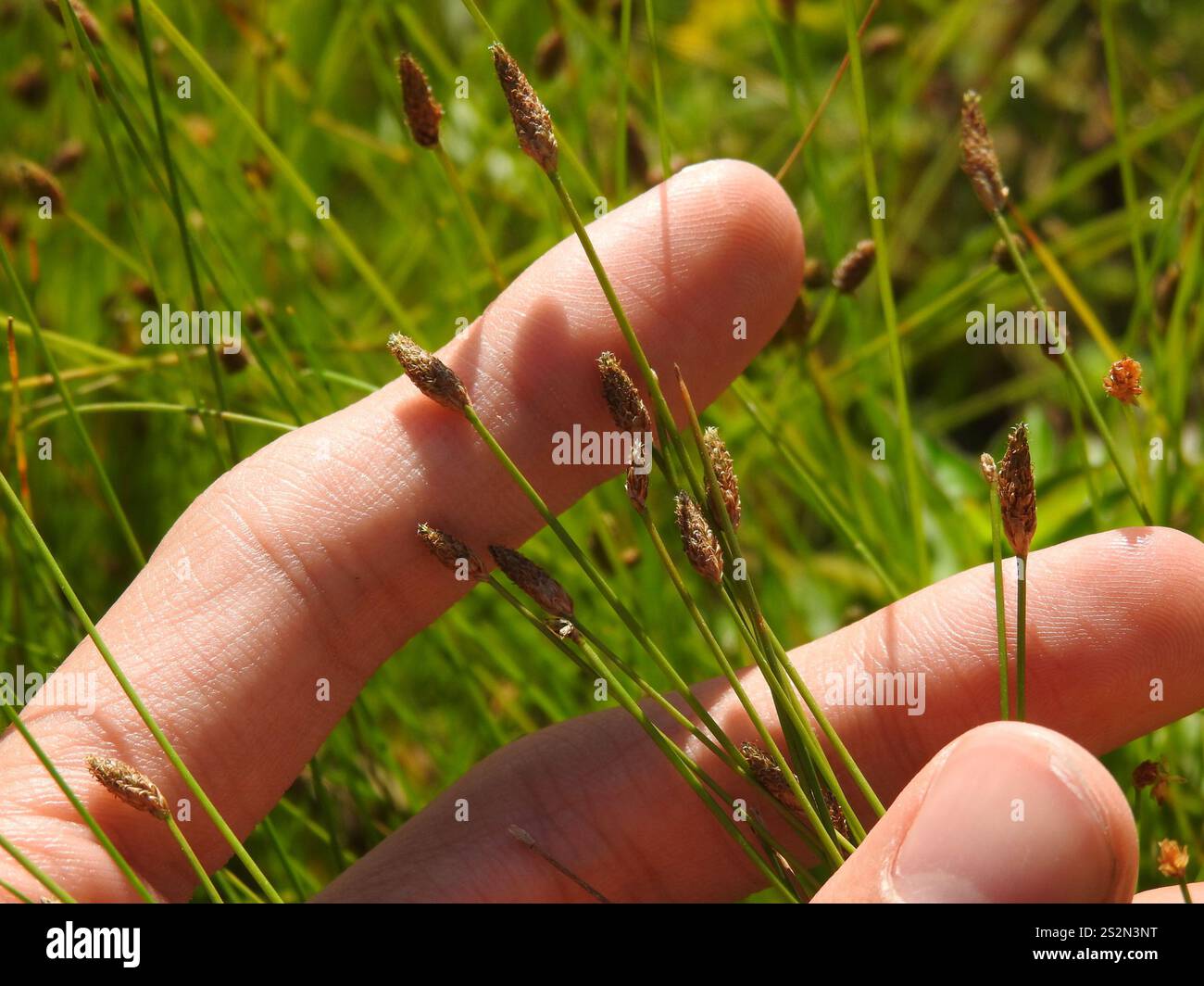Blunt Spikerush (Eleocharis obtusa Stock Photo - Alamy