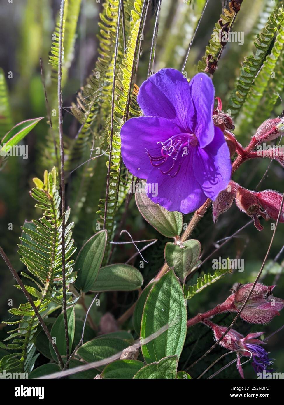 Glory bush (Pleroma urvilleanum Stock Photo - Alamy