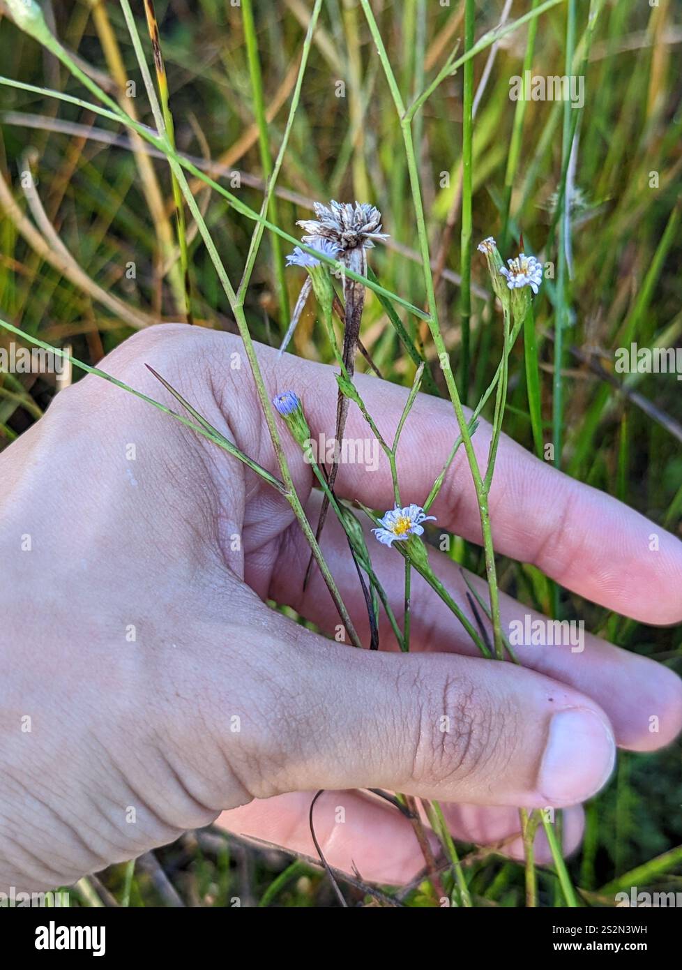 Bahaman aster (Symphyotrichum bahamense Stock Photo - Alamy