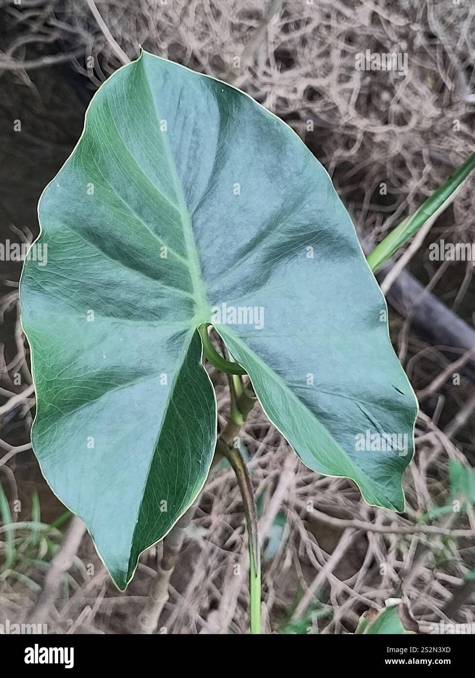 Yautia madera hi-res stock photography and images - Alamy