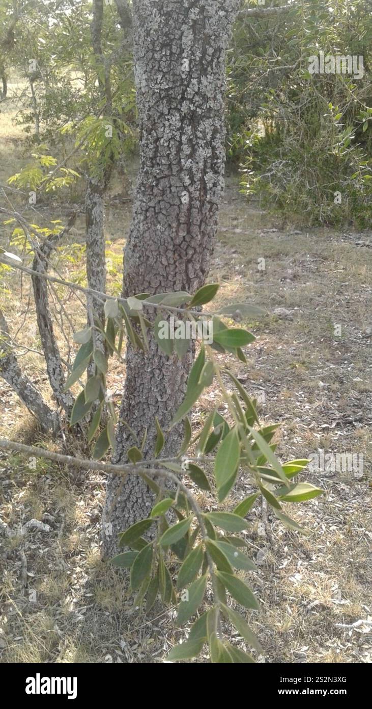 Common White Quebracho (Aspidosperma quebracho-blanco Stock Photo - Alamy