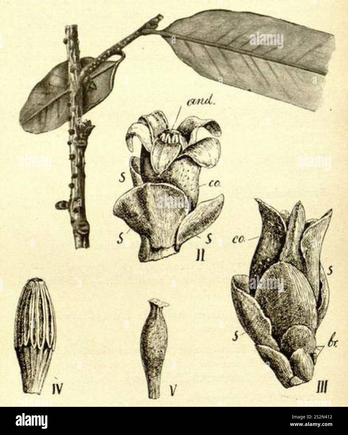 Fig.44- Cinnamosma fragrans var. Pierrieri de l'Ambongo ...
