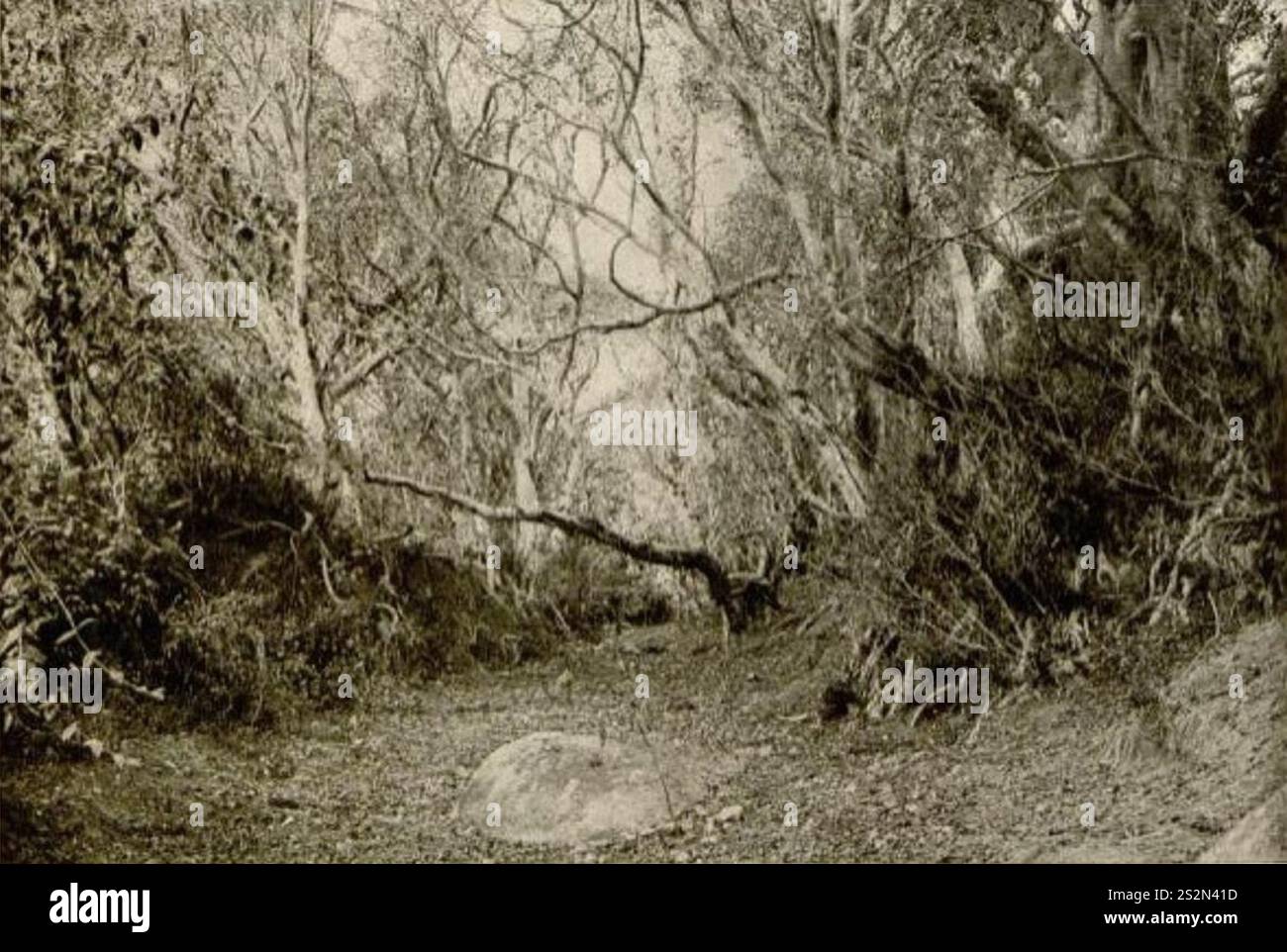 Fig.56a-Aviary (Ficus trichopoda) et Seva (Buddleia madagascariensis) à ...
