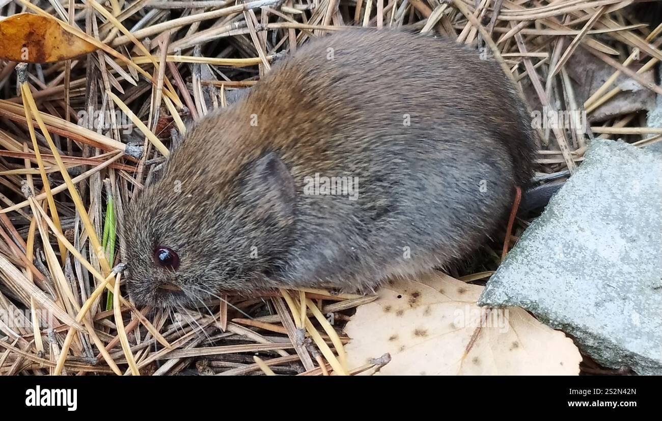 Red backed vole hi-res stock photography and images - Alamy