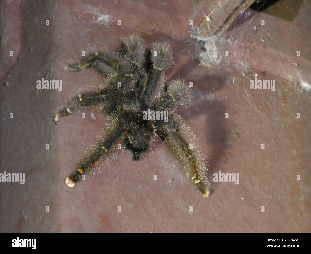 Yellow-banded Pinktoe Tarantula (Avicularia juruensis Stock Photo - Alamy