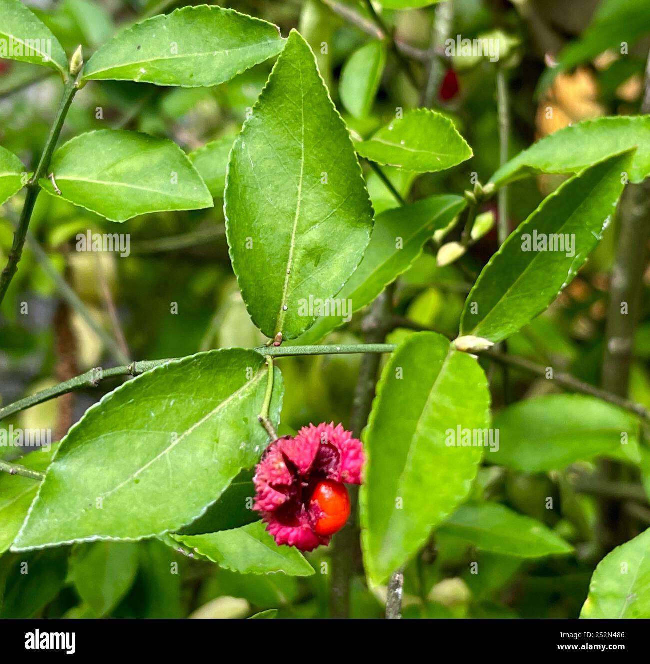 strawberry bush (Euonymus americanus Stock Photo - Alamy