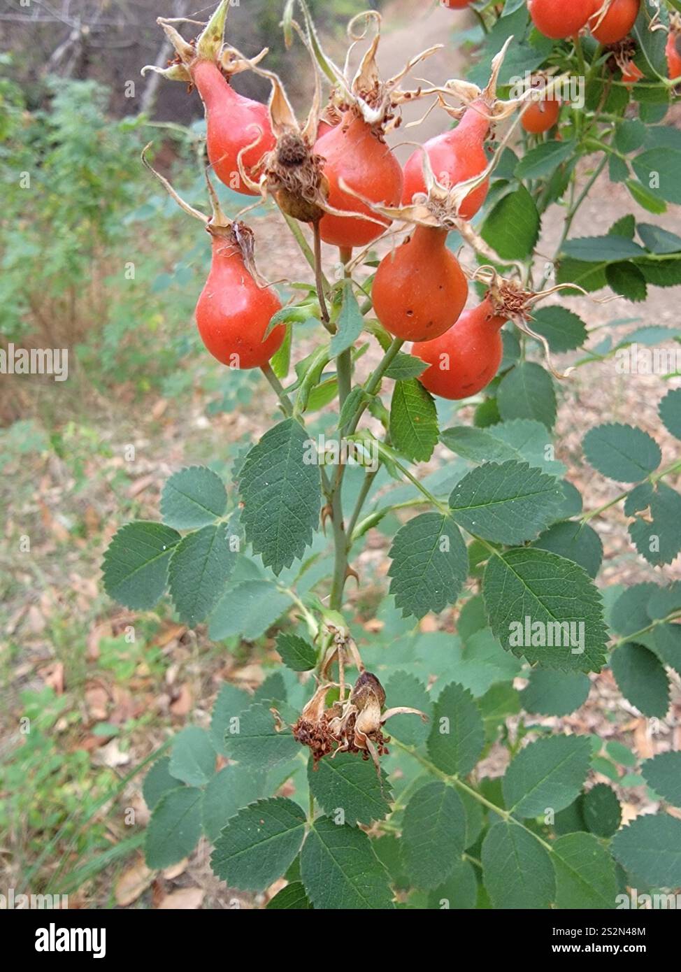 California Wild Rose (Rosa californica Stock Photo - Alamy