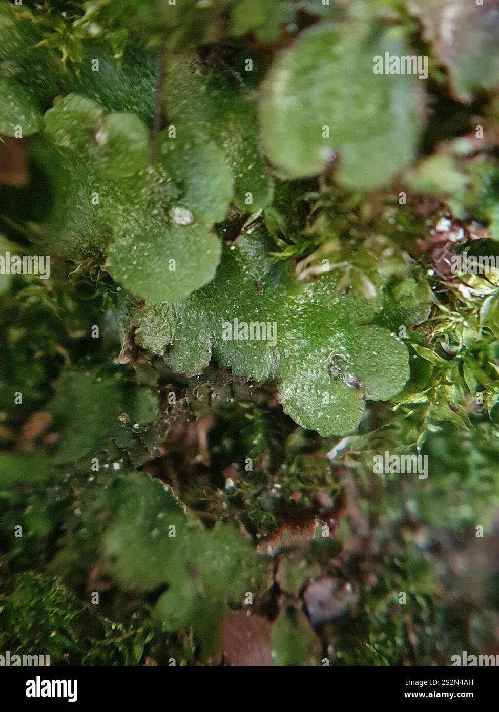 Hemisphaeric Liverwort (Reboulia hemisphaerica Stock Photo - Alamy