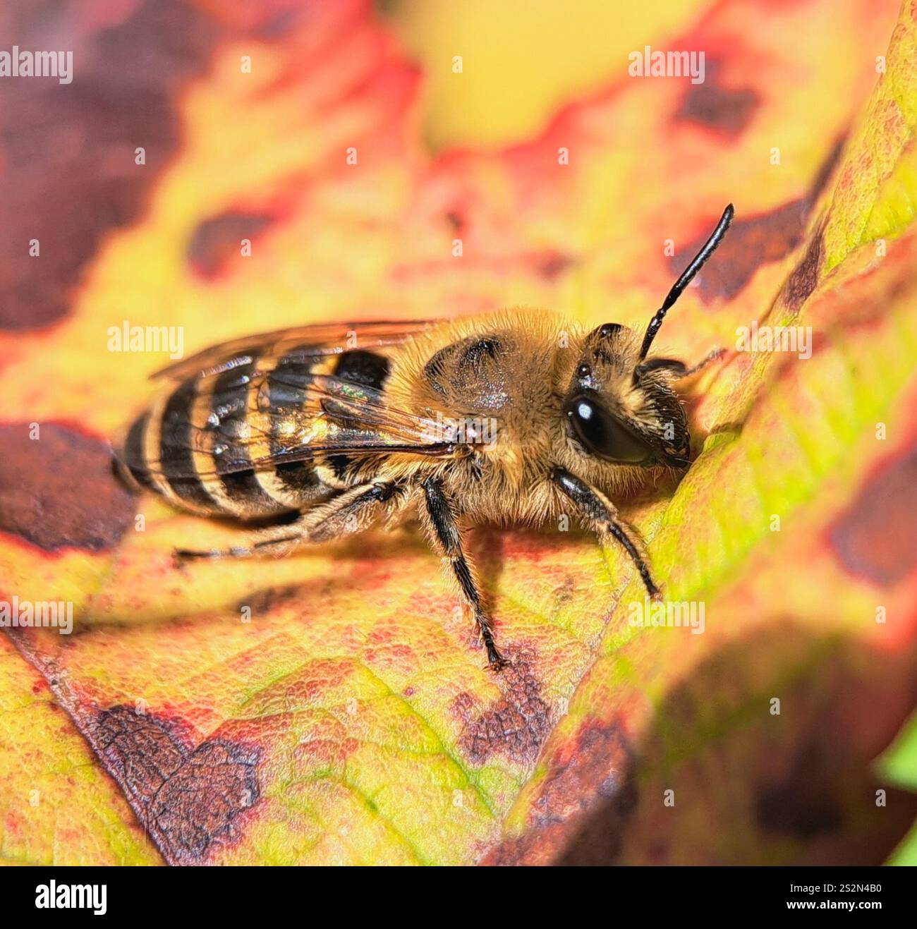 Ivy Cellophane Bee (Colletes hederae Stock Photo - Alamy