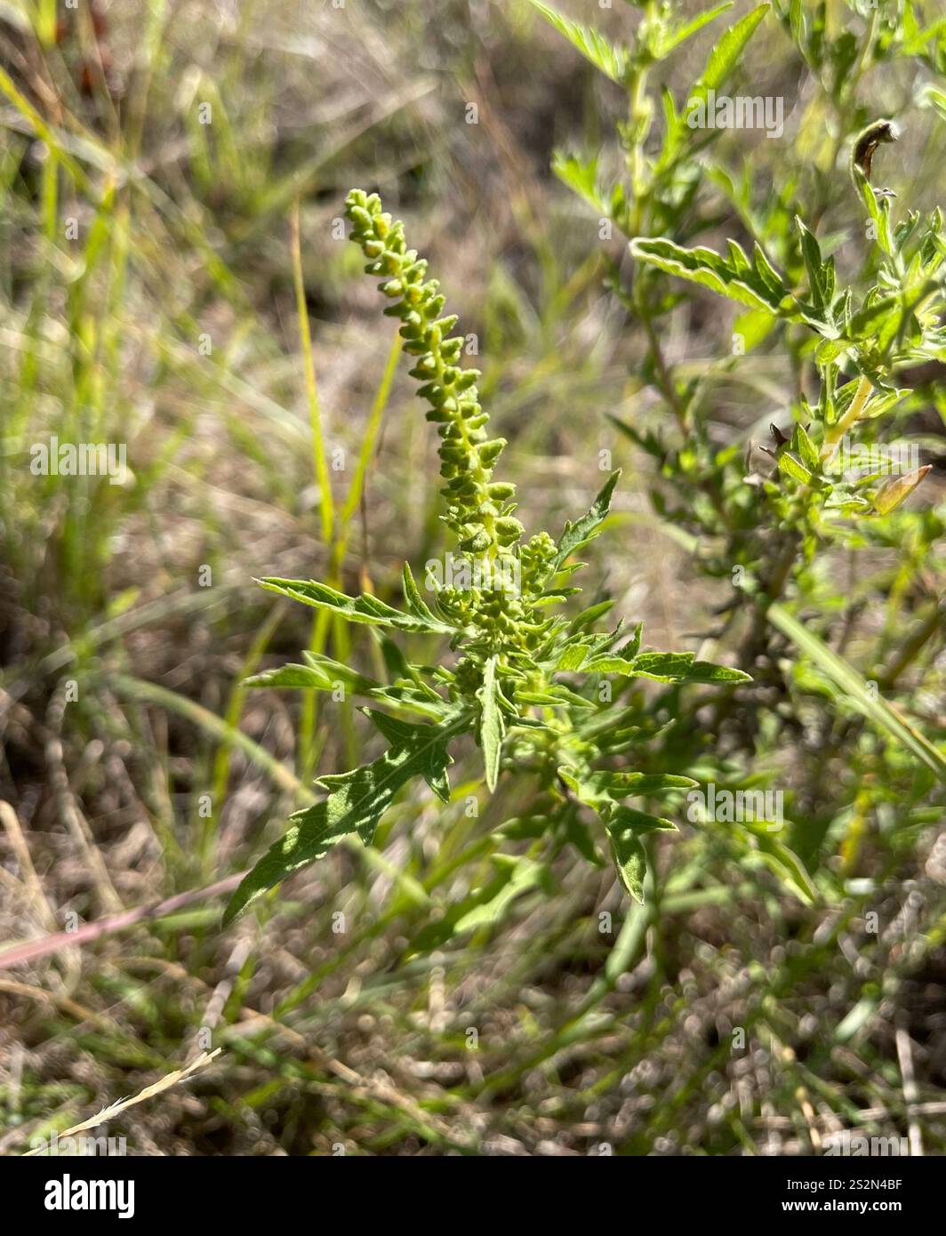 western ragweed (Ambrosia psilostachya Stock Photo - Alamy