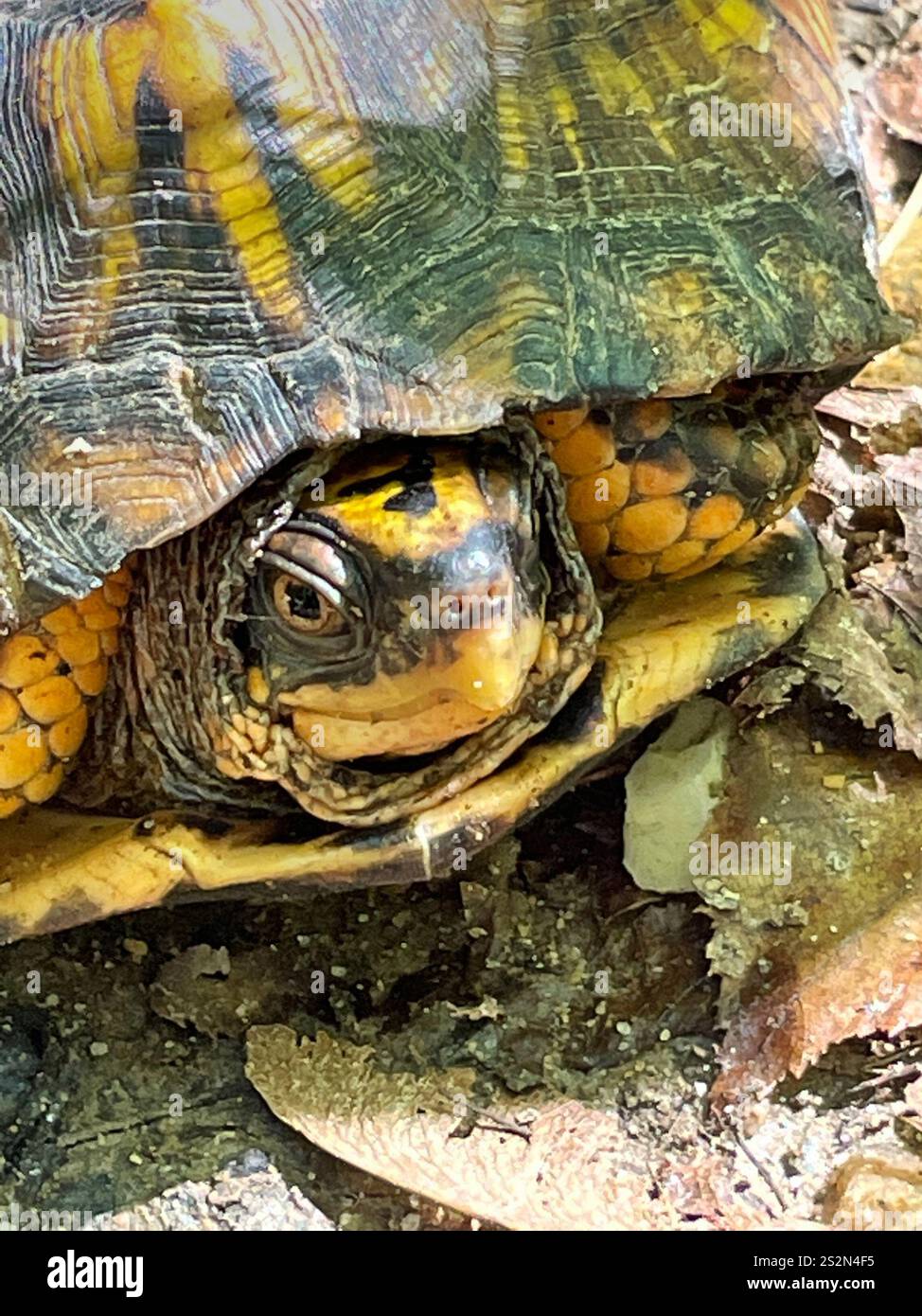Eastern Box Turtle (Terrapene carolina carolina Stock Photo - Alamy