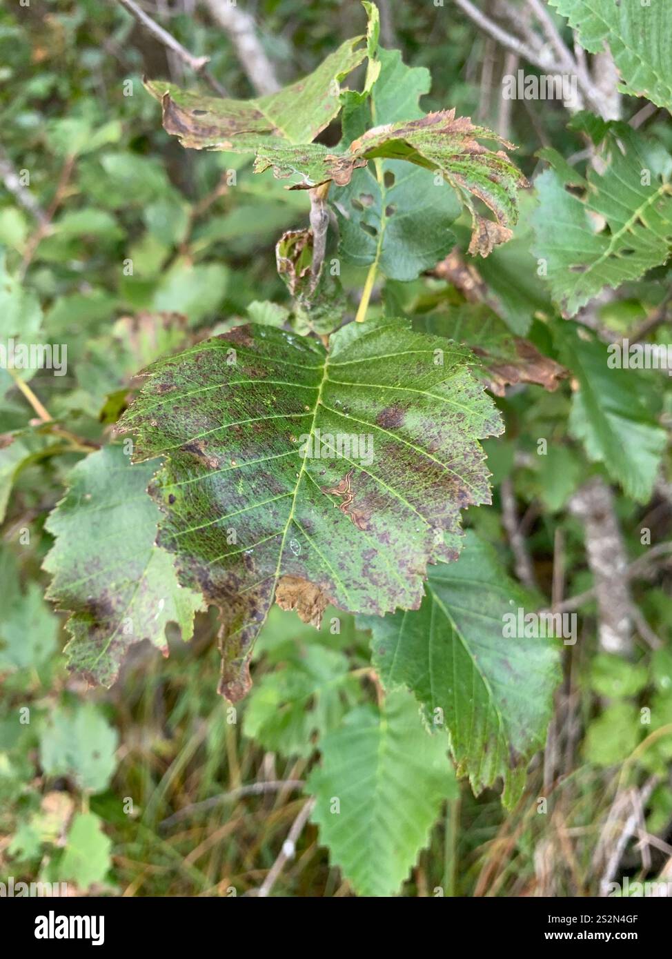 grey alder (Alnus incana Stock Photo - Alamy
