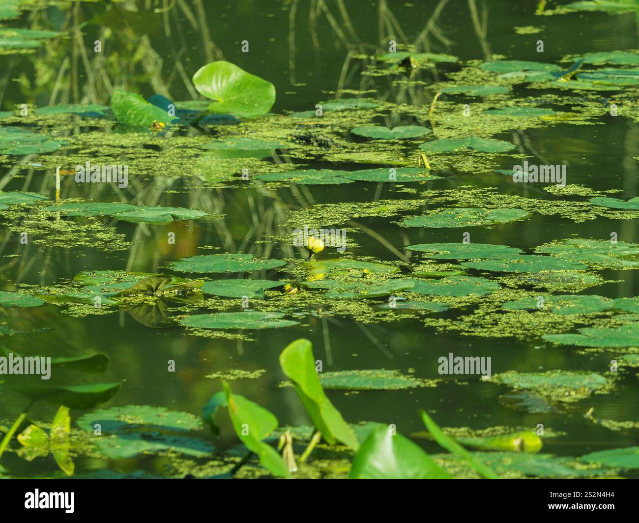 spatterdock (Nuphar advena Stock Photo - Alamy