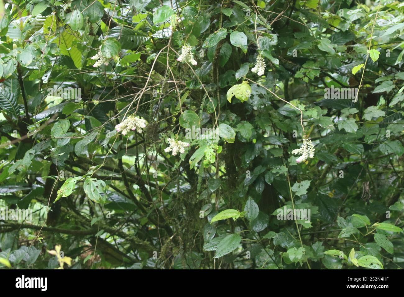 Basella family basellaceae hi-res stock photography and images - Alamy
