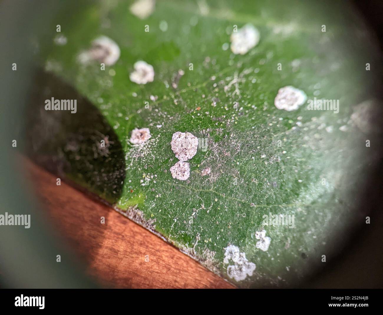 Strigula hi-res stock photography and images - Alamy
