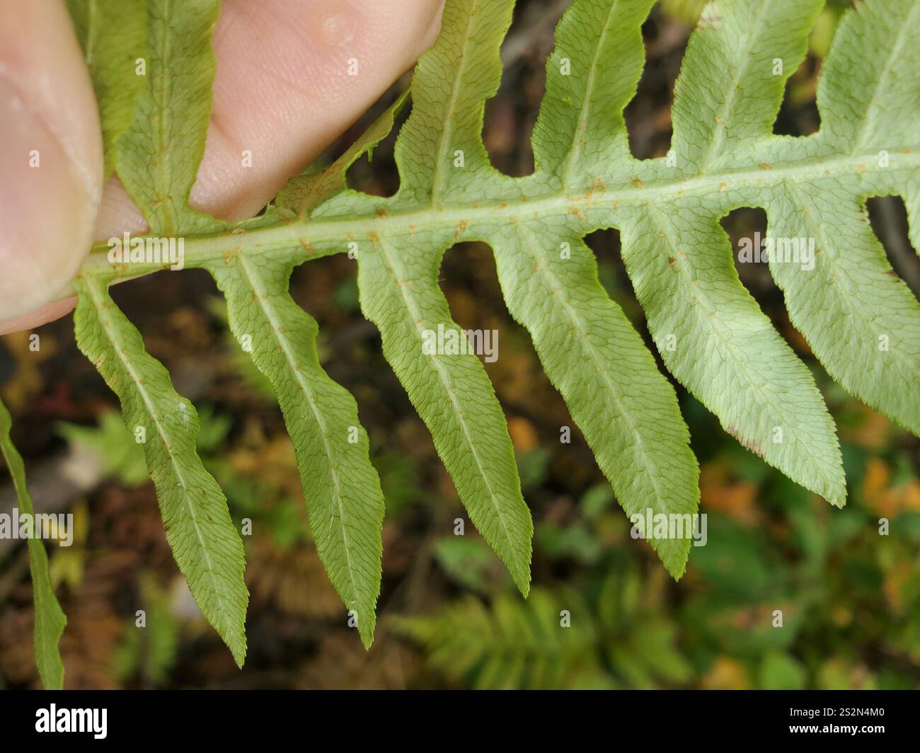 netted chain fern (Woodwardia areolata Stock Photo - Alamy