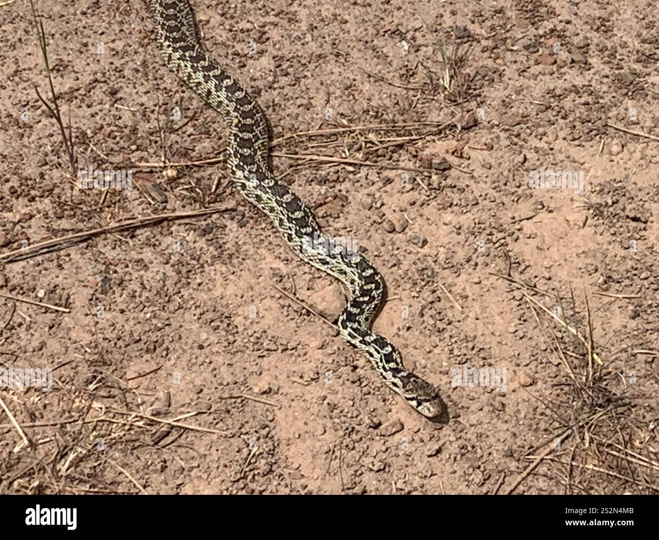 Gopher Snake (Pituophis catenifer Stock Photo - Alamy