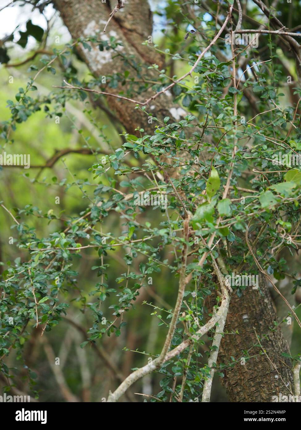 Fukien tea tree (Ehretia microphylla Stock Photo - Alamy