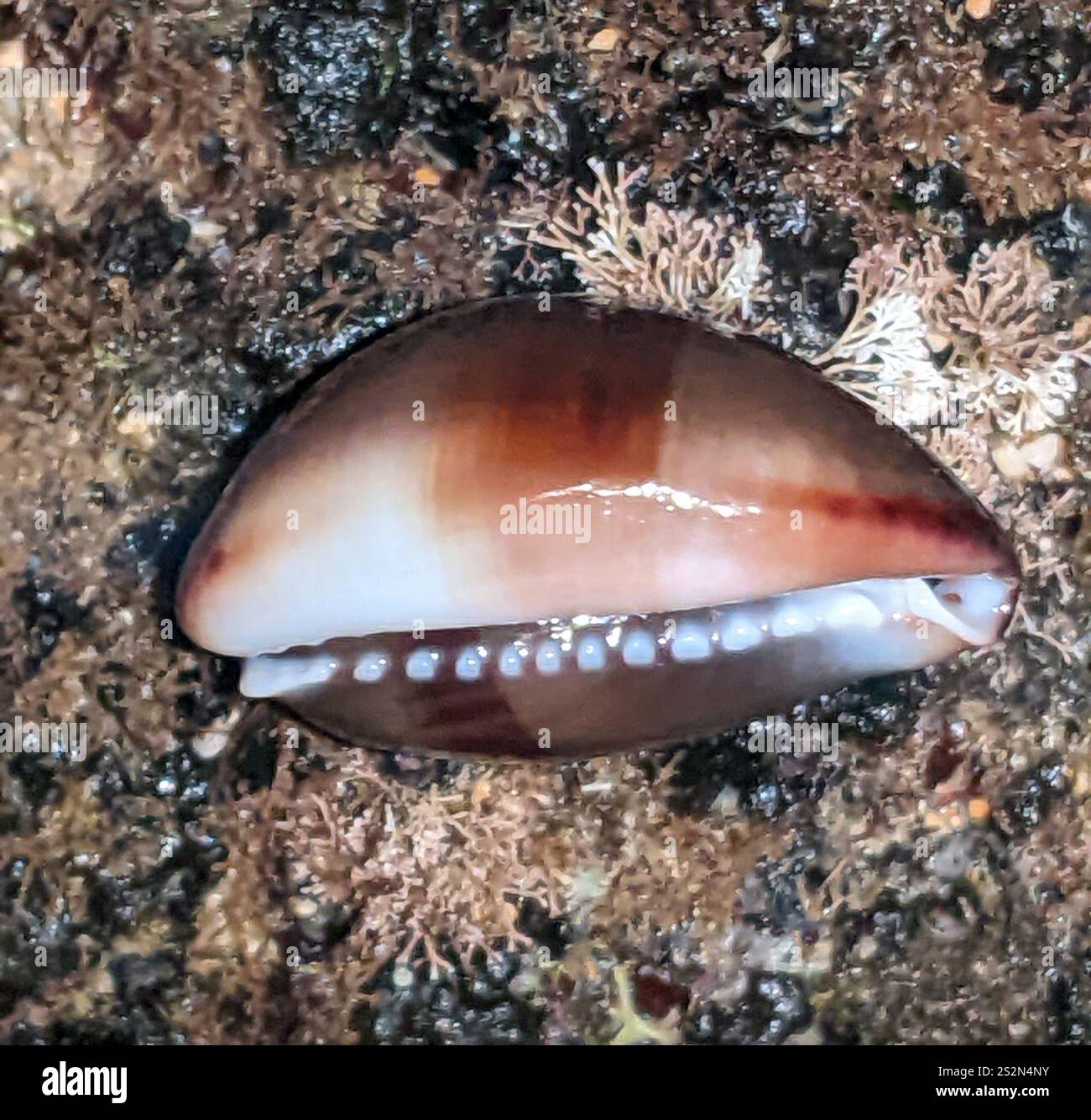 Hawaiian Snakehead Cowrie (Monetaria caputophidii Stock Photo - Alamy
