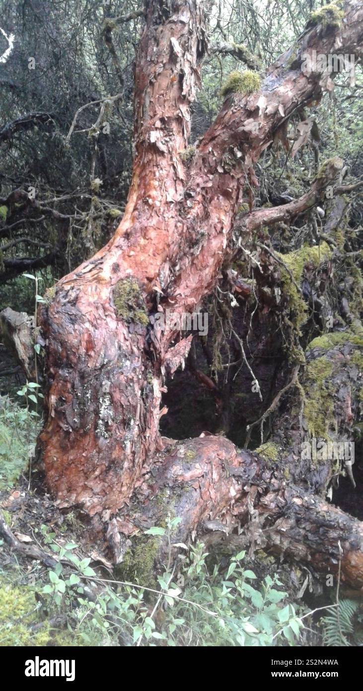 queñua (Polylepis racemosa Stock Photo - Alamy