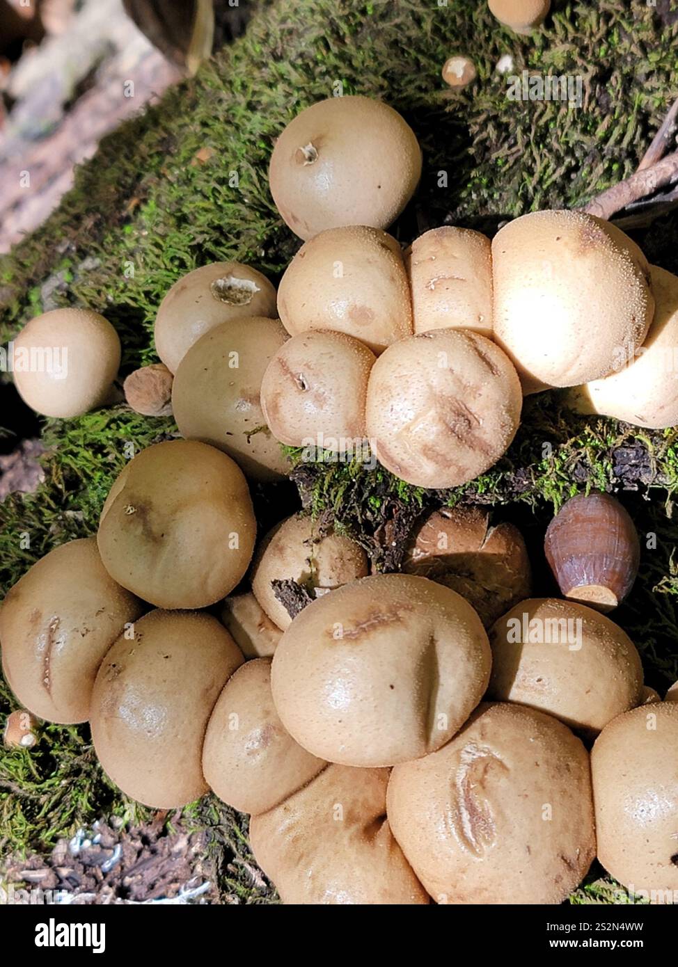 Pear-shaped Puffball (Apioperdon pyriforme Stock Photo - Alamy