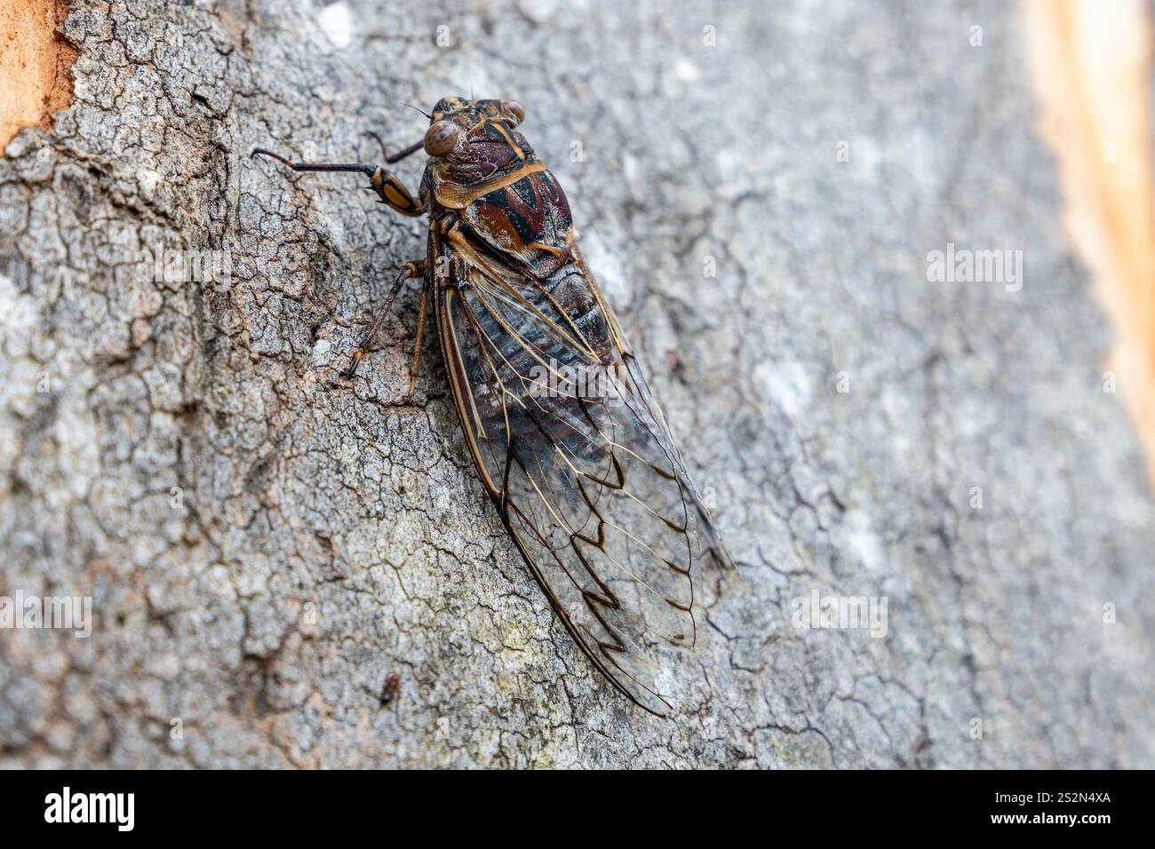 Australian Razor Grinder Cicada resting on Grey Gum Tree trunk Stock ...