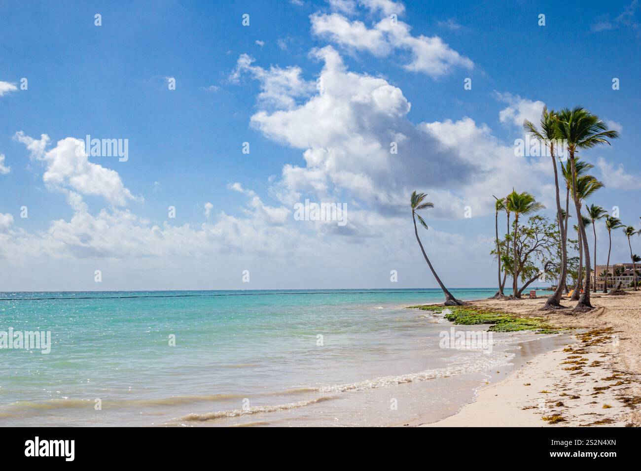 Palm trees at Juanillo Beach - Punta Cana, Dominican Republic Stock ...