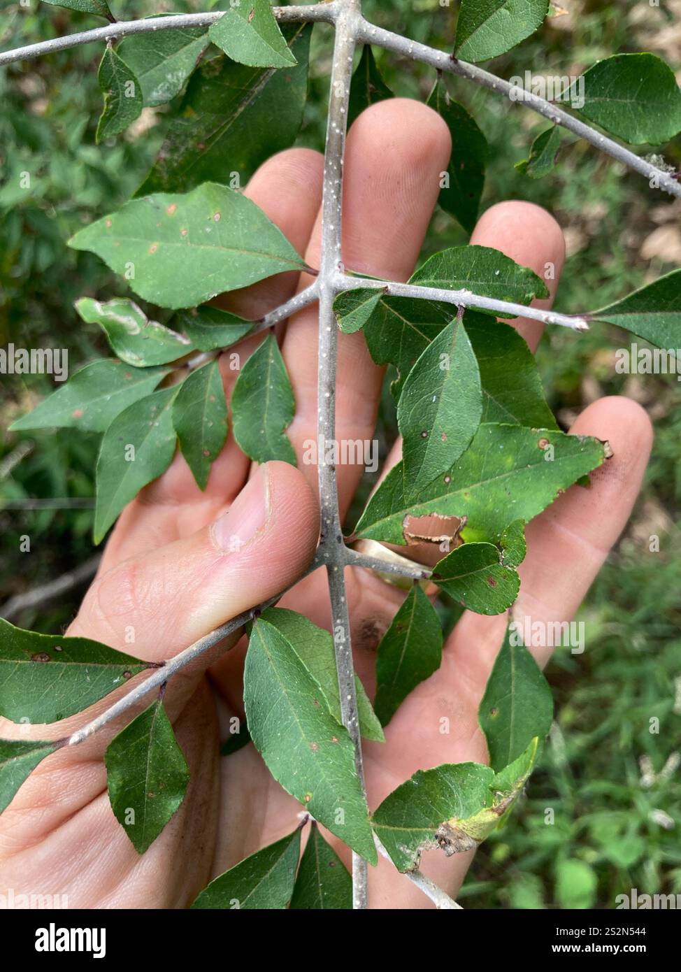 eastern swamp privet (Forestiera acuminata Stock Photo - Alamy