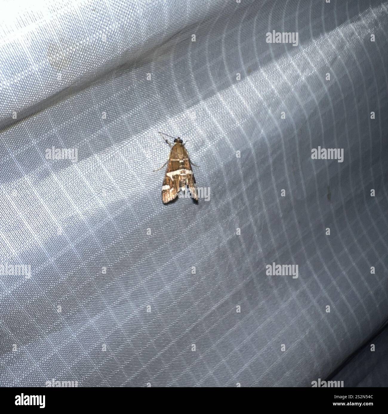 Hawaiian Beet Webworm Moth (Spoladea recurvalis Stock Photo - Alamy