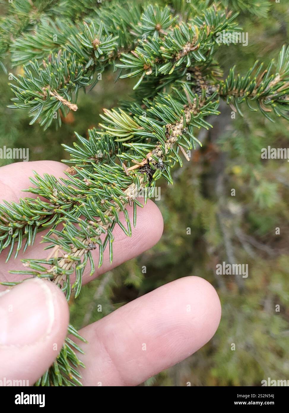 white spruce (Picea glauca Stock Photo - Alamy