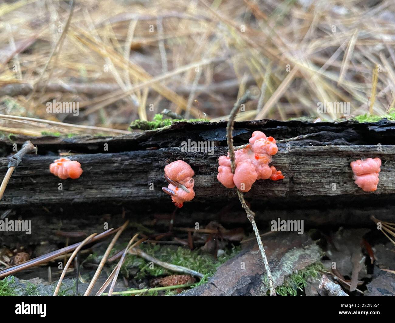 Wolf's Milk (Lycogala epidendrum Stock Photo - Alamy