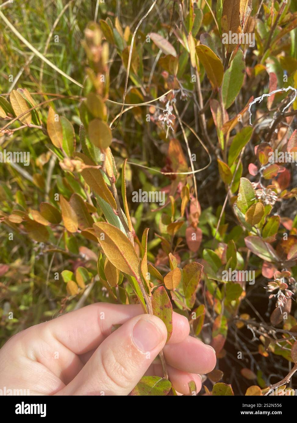 leatherleaf (Chamaedaphne calyculata Stock Photo - Alamy