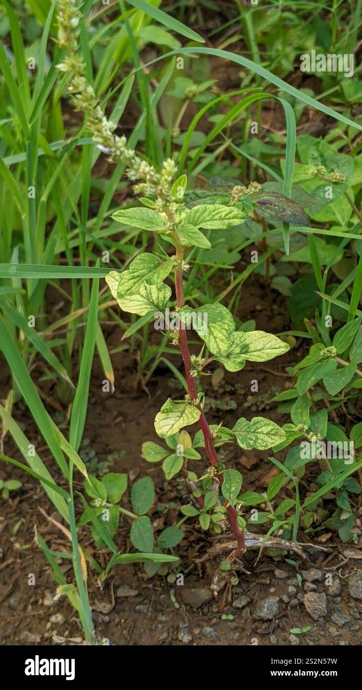 spiny amaranth (Amaranthus spinosus Stock Photo - Alamy