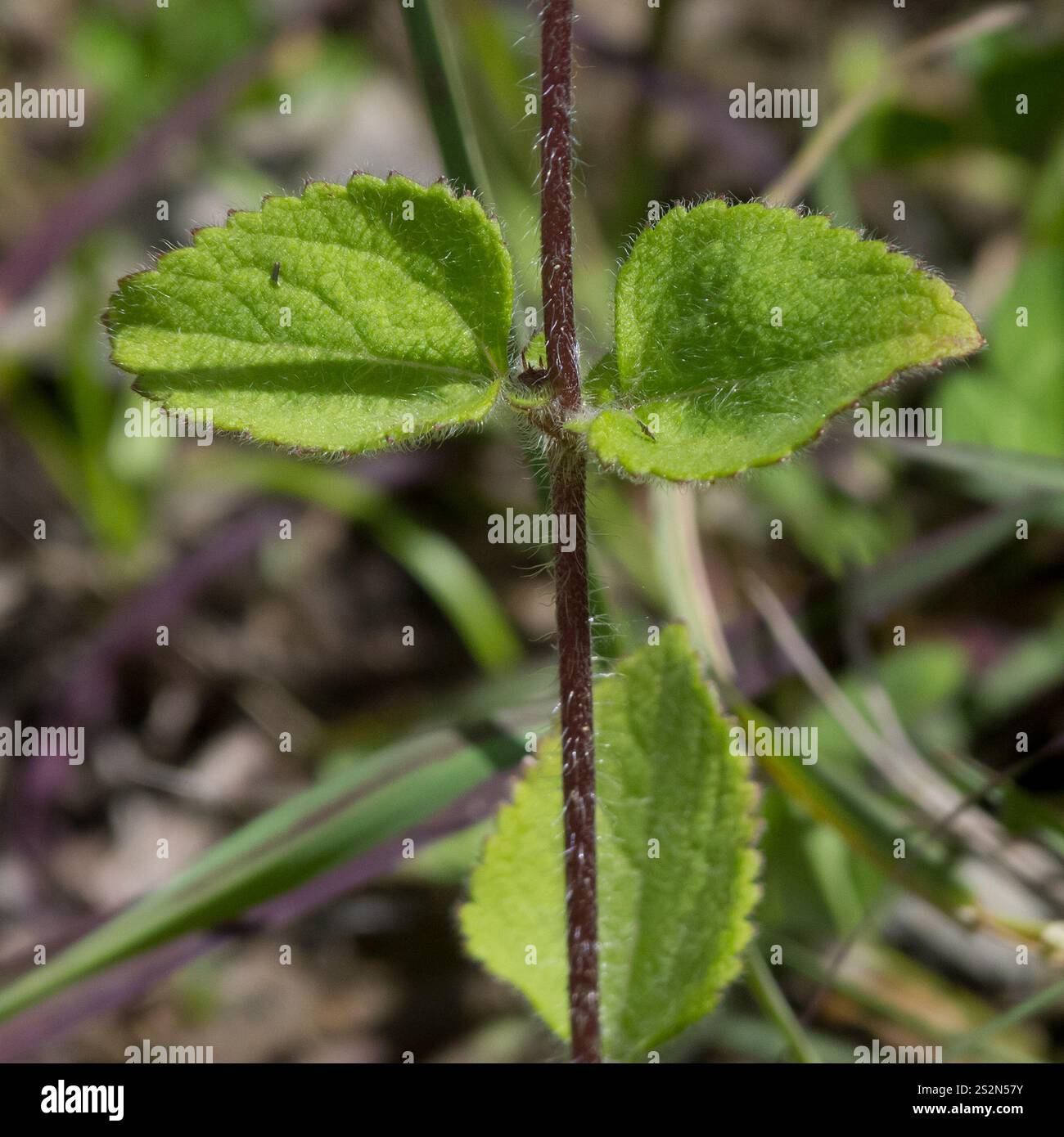 billygoat weed (Ageratum conyzoides Stock Photo - Alamy