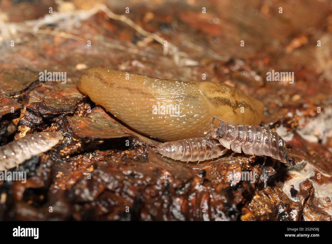Threeband Slugs (Ambigolimax Stock Photo - Alamy