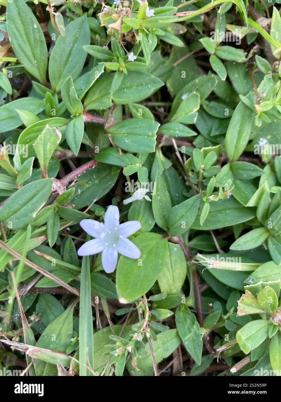 largeflower Mexican clover (Richardia grandiflora Stock Photo - Alamy