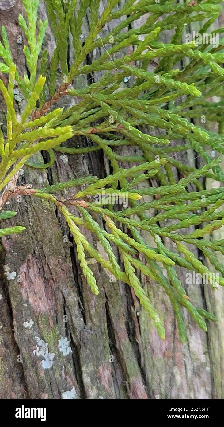 Atlantic white cedar (Chamaecyparis thyoides Stock Photo - Alamy