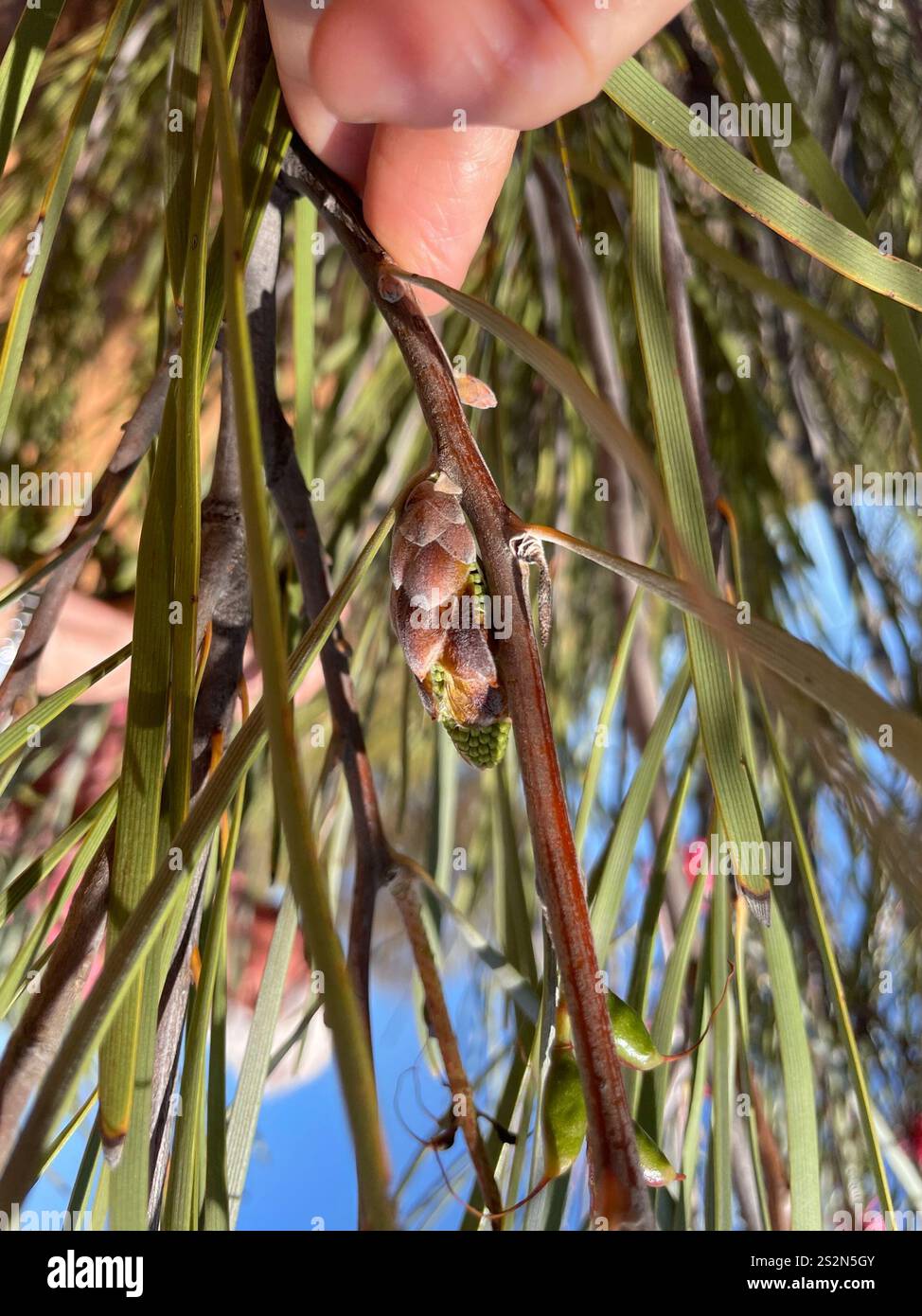 Emu Tree (Hakea francisiana Stock Photo - Alamy