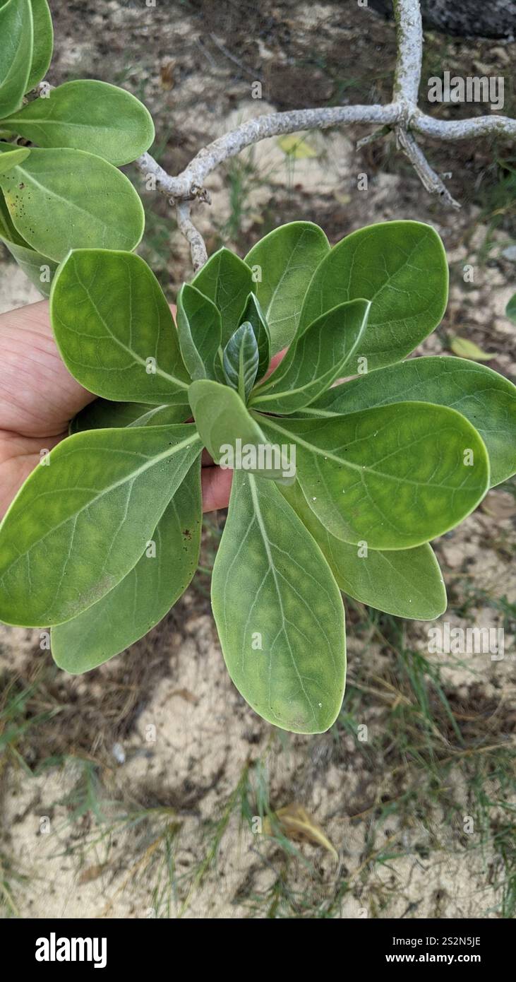 tree heliotrope (Heliotropium arboreum Stock Photo - Alamy