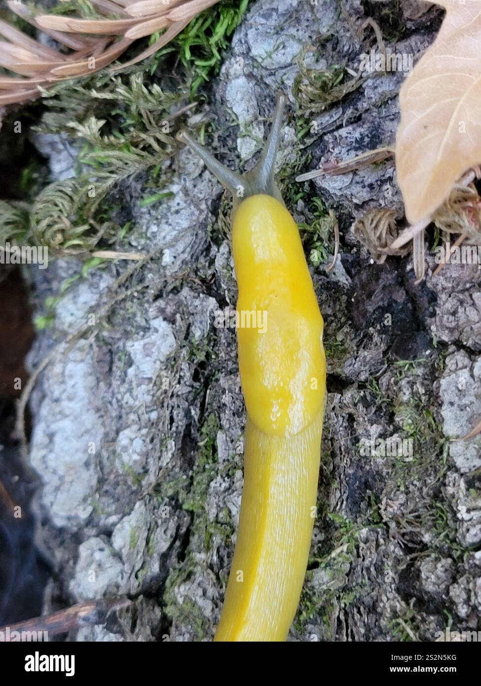 California Banana Slug (Ariolimax californicus Stock Photo - Alamy
