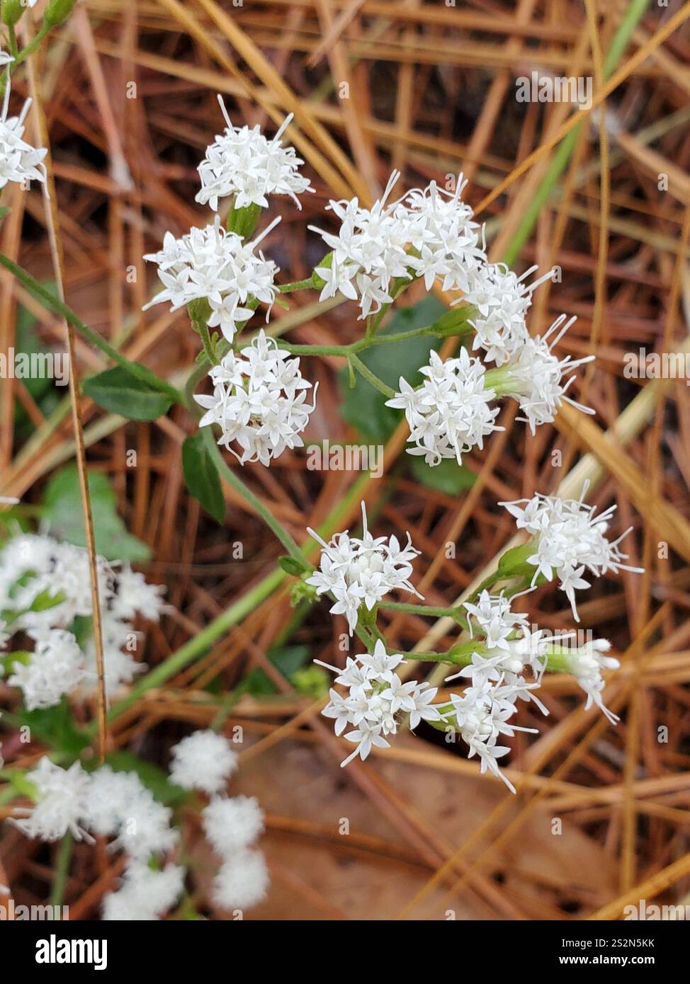 smaller white snakeroot (Ageratina aromatica Stock Photo - Alamy