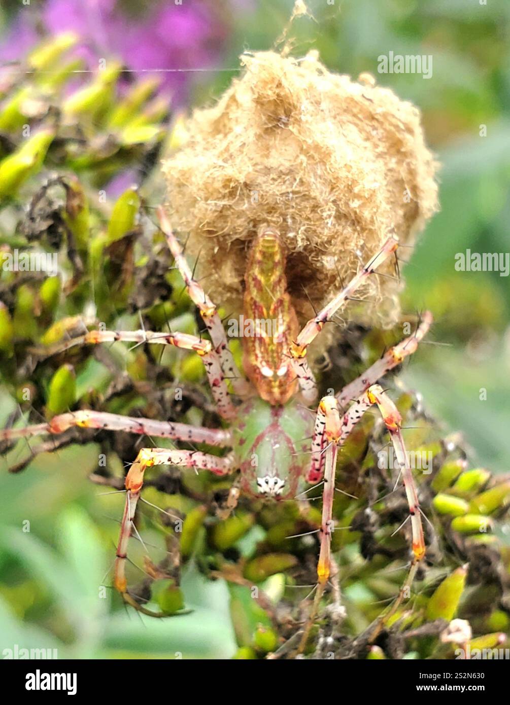Green Lynx Spider (Peucetia viridans Stock Photo - Alamy