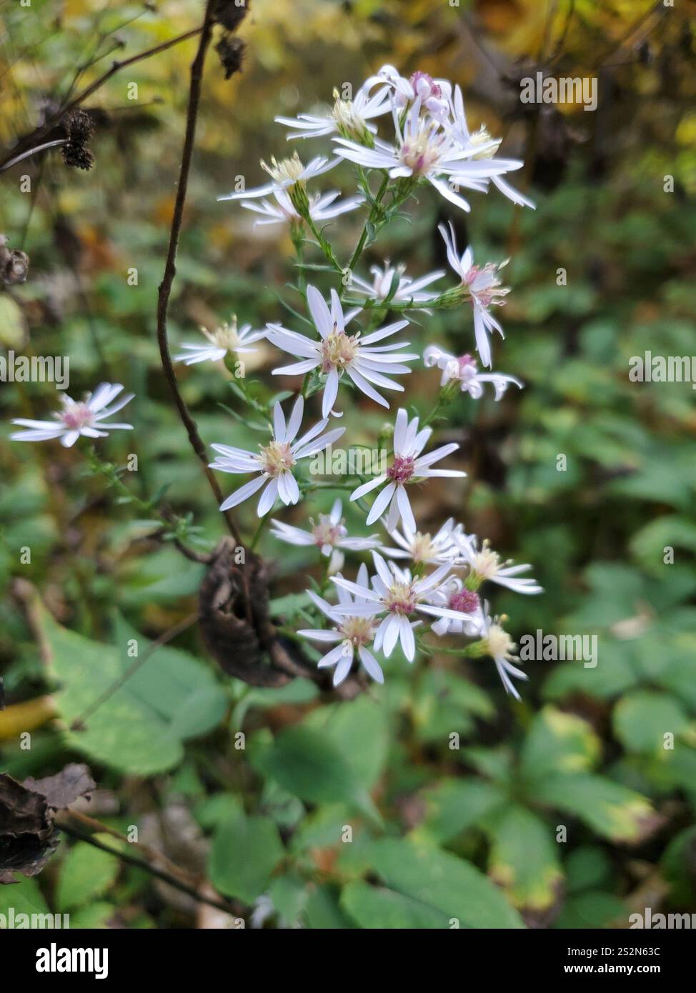 Common Blue Wood Aster (Symphyotrichum cordifolium Stock Photo - Alamy