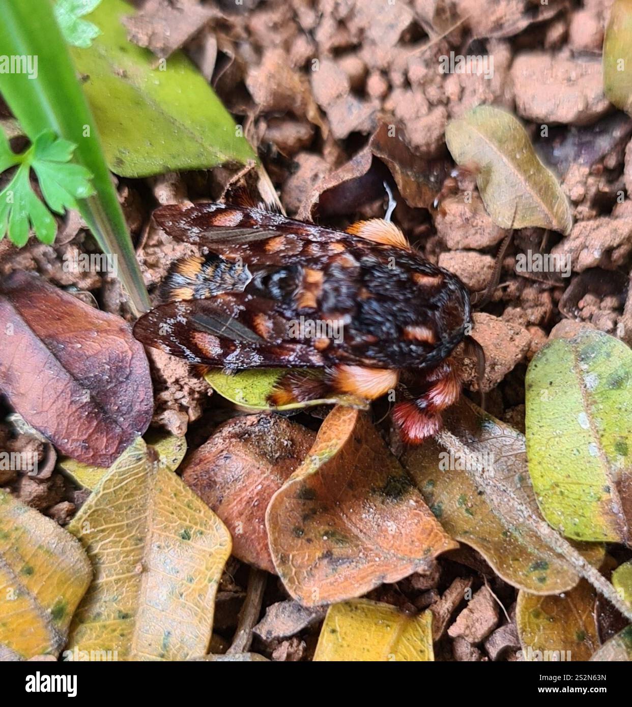 Monkey Slug Moth (Phobetron hipparchia Stock Photo - Alamy