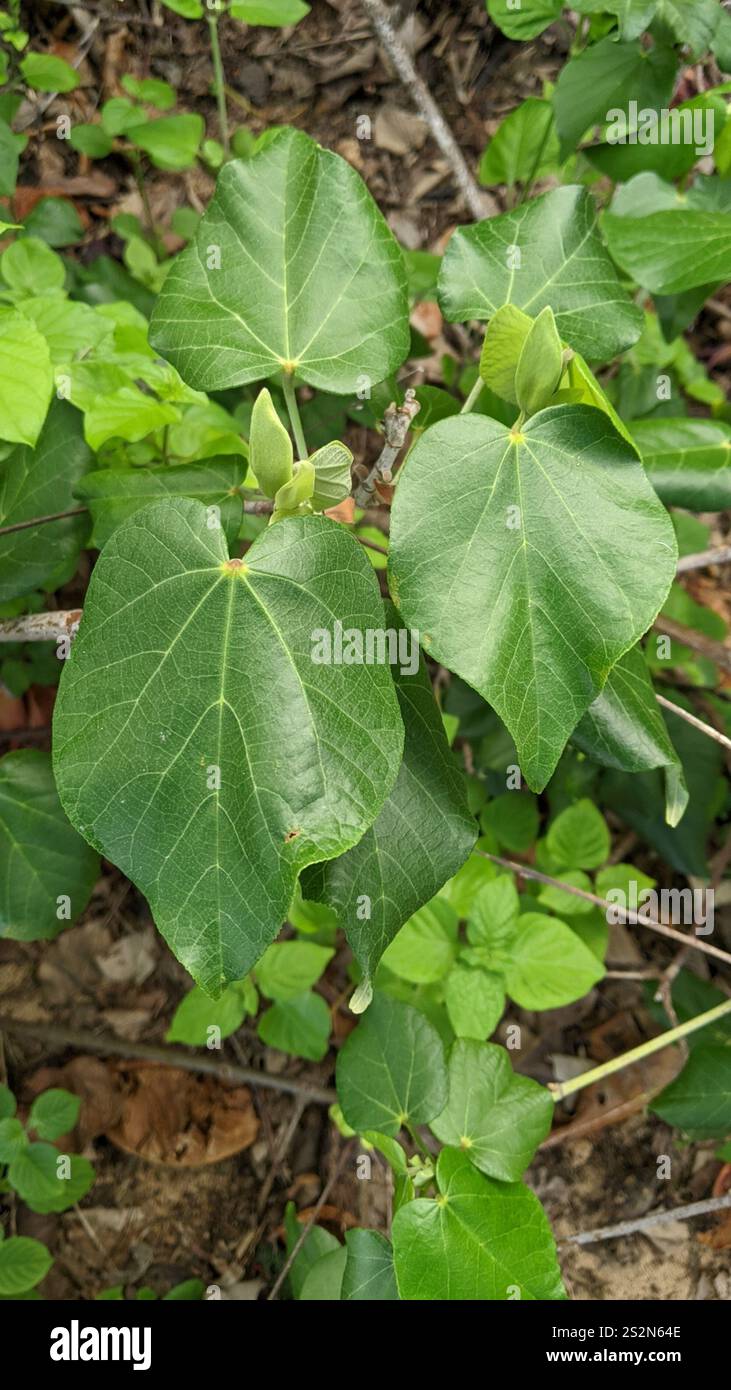 sea hibiscus (Hibiscus tiliaceus Stock Photo - Alamy