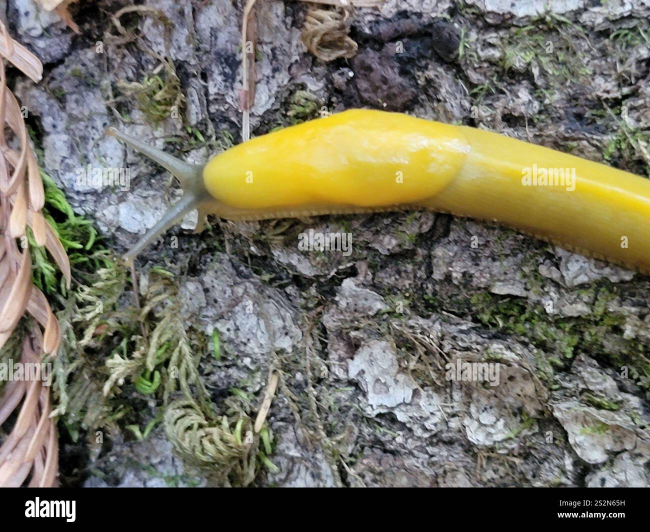 California Banana Slug (Ariolimax californicus Stock Photo - Alamy