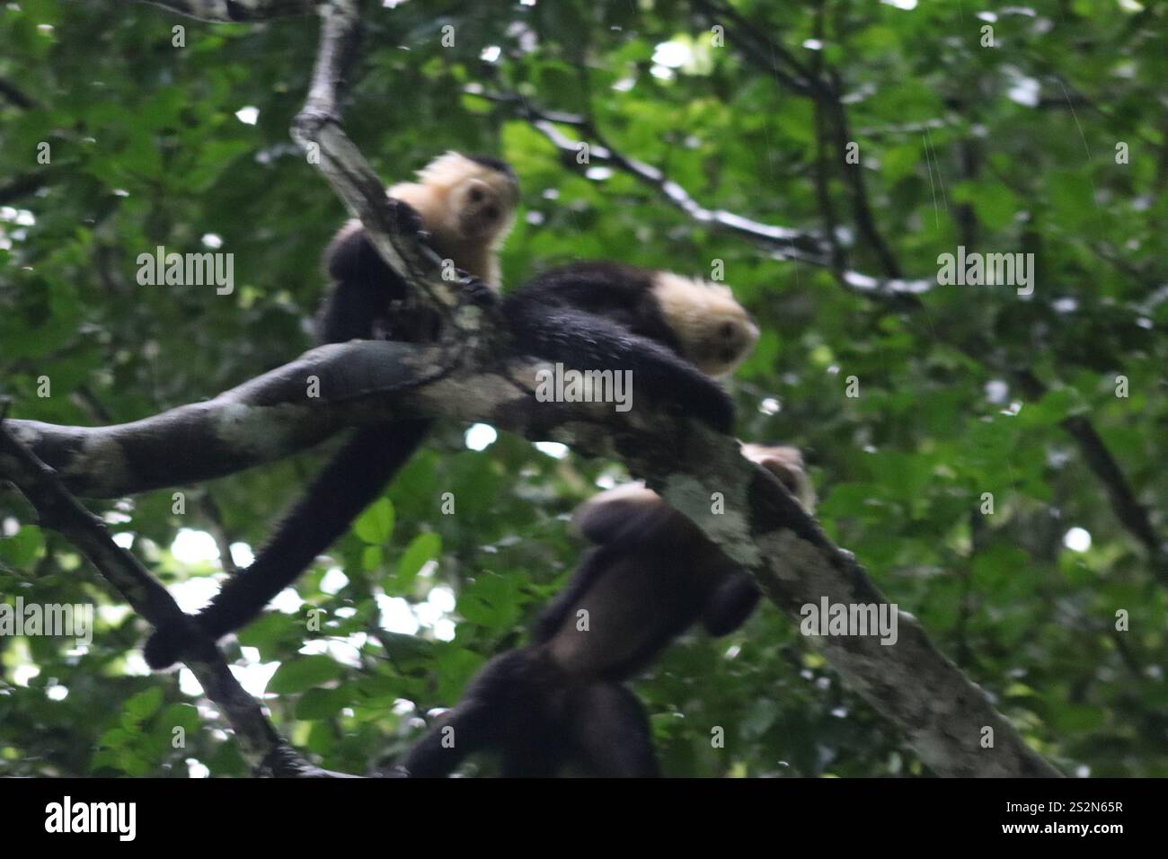 Colombian White-throated Capuchin (Cebus capucinus Stock Photo - Alamy