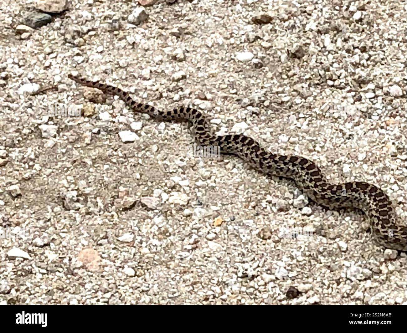 Pacific Gopher Snake (Pituophis catenifer catenifer Stock Photo - Alamy