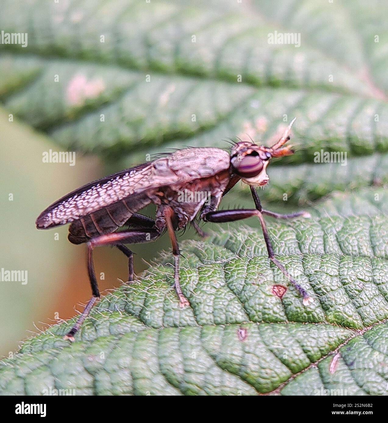 Sieve-winged Snailkiller (Coremacera marginata Stock Photo - Alamy