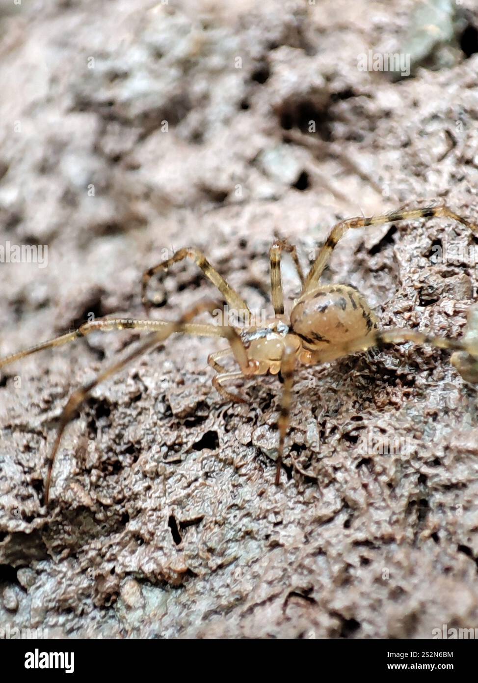 Cave spider (Nesticus cellulanus Stock Photo - Alamy